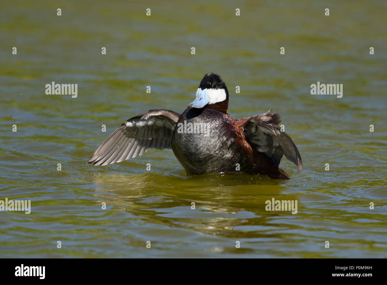 Ruddy Duck - male flapping wings Oxyura jamaicensis Gulf Coast of Texas ...
