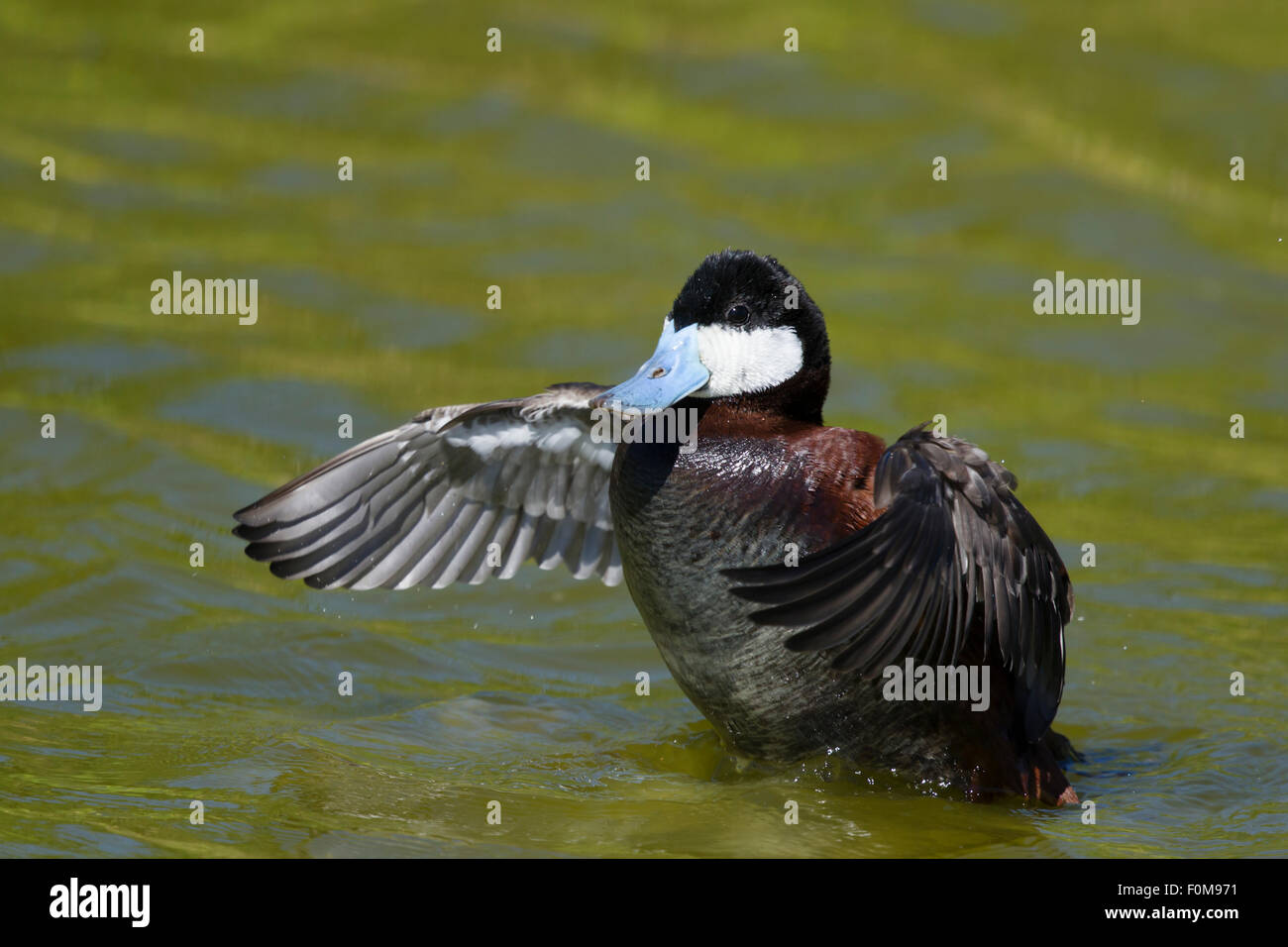 Ruddy Duck - male flapping wings Oxyura jamaicensis Gulf Coast of Texas ...