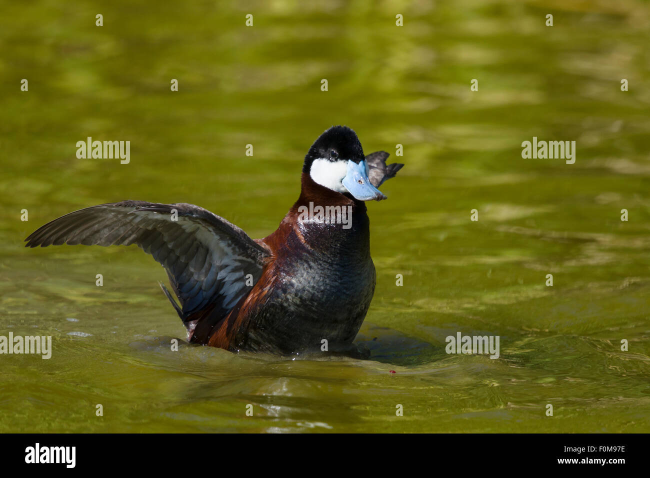 Ruddy Duck - male flapping wings Oxyura jamaicensis Gulf Coast of Texas ...