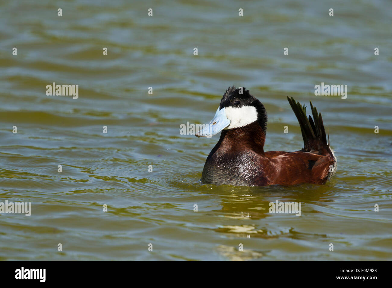 Ruddy Duck - male head bobbing display Oxyura jamaicensis Gulf Coast of ...