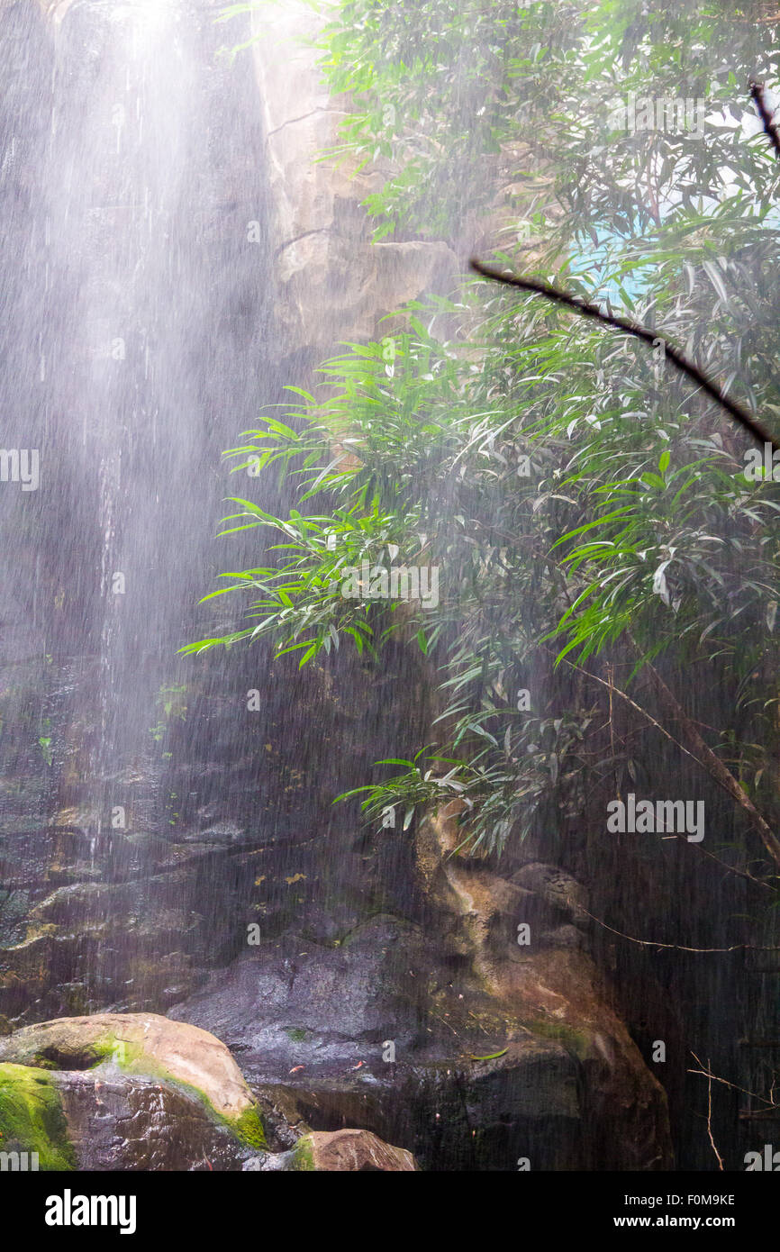 rain forest during a great storm Stock Photo - Alamy