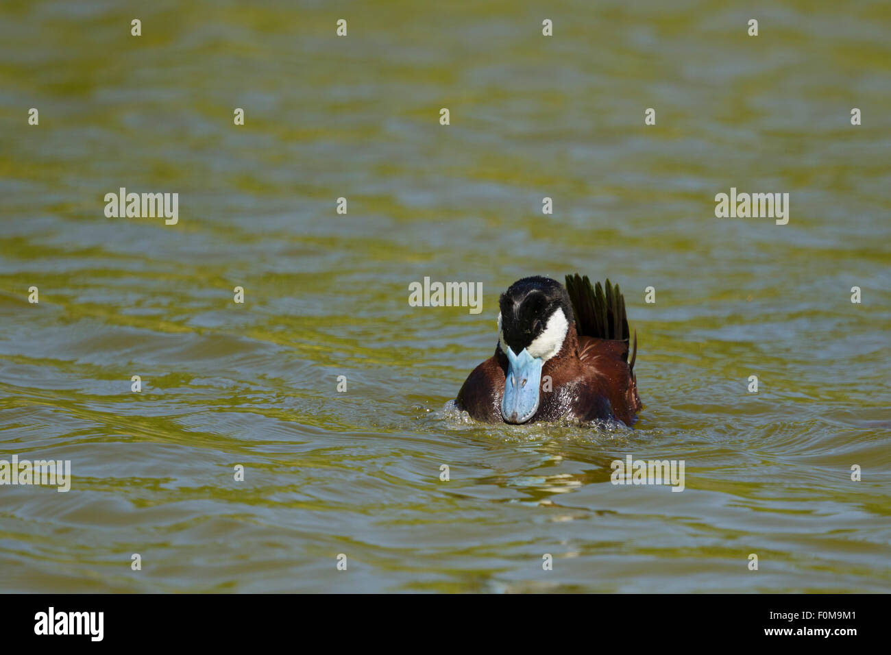 Ruddy Duck - male head bobbing display Oxyura jamaicensis Gulf Coast of ...