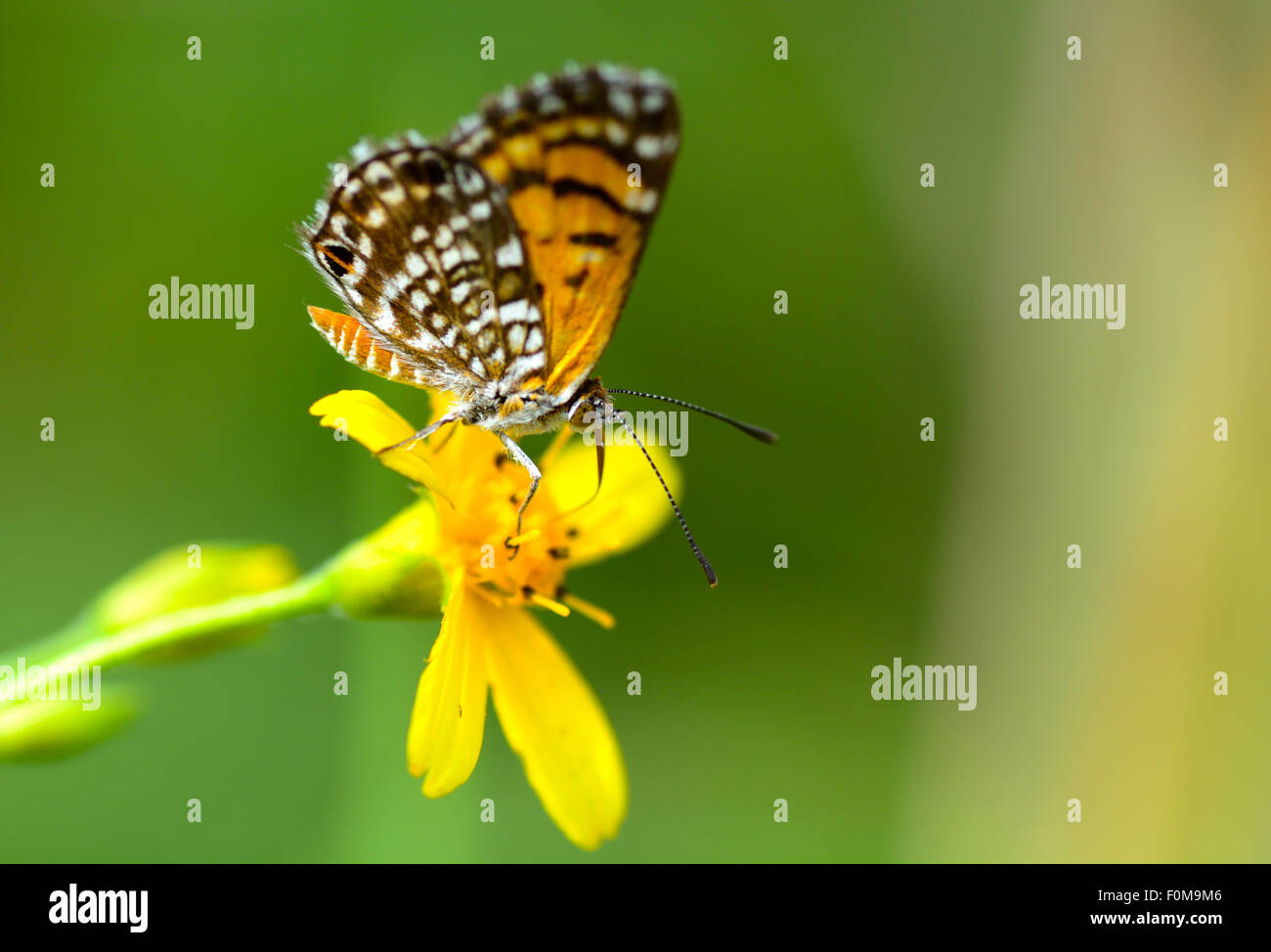 Tiny Elada Checkerspot butterfly drinking nectar from a yellow flower ...