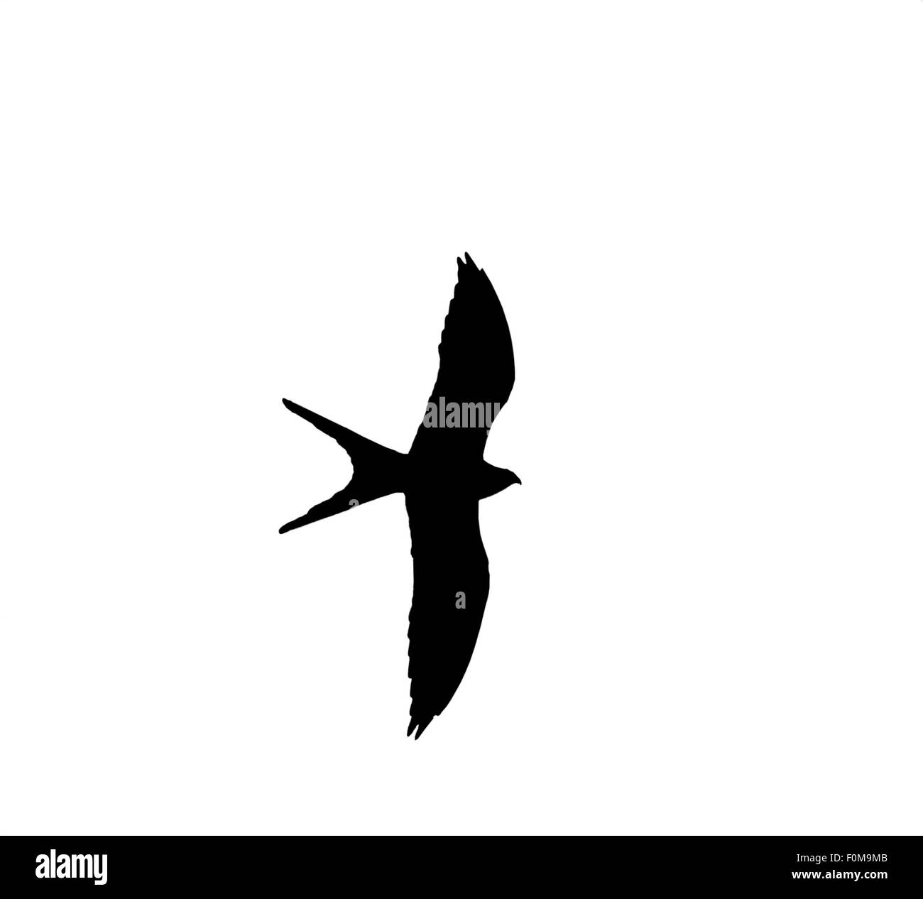 Swallow-tailed hawk silhouette on white Stock Photo - Alamy