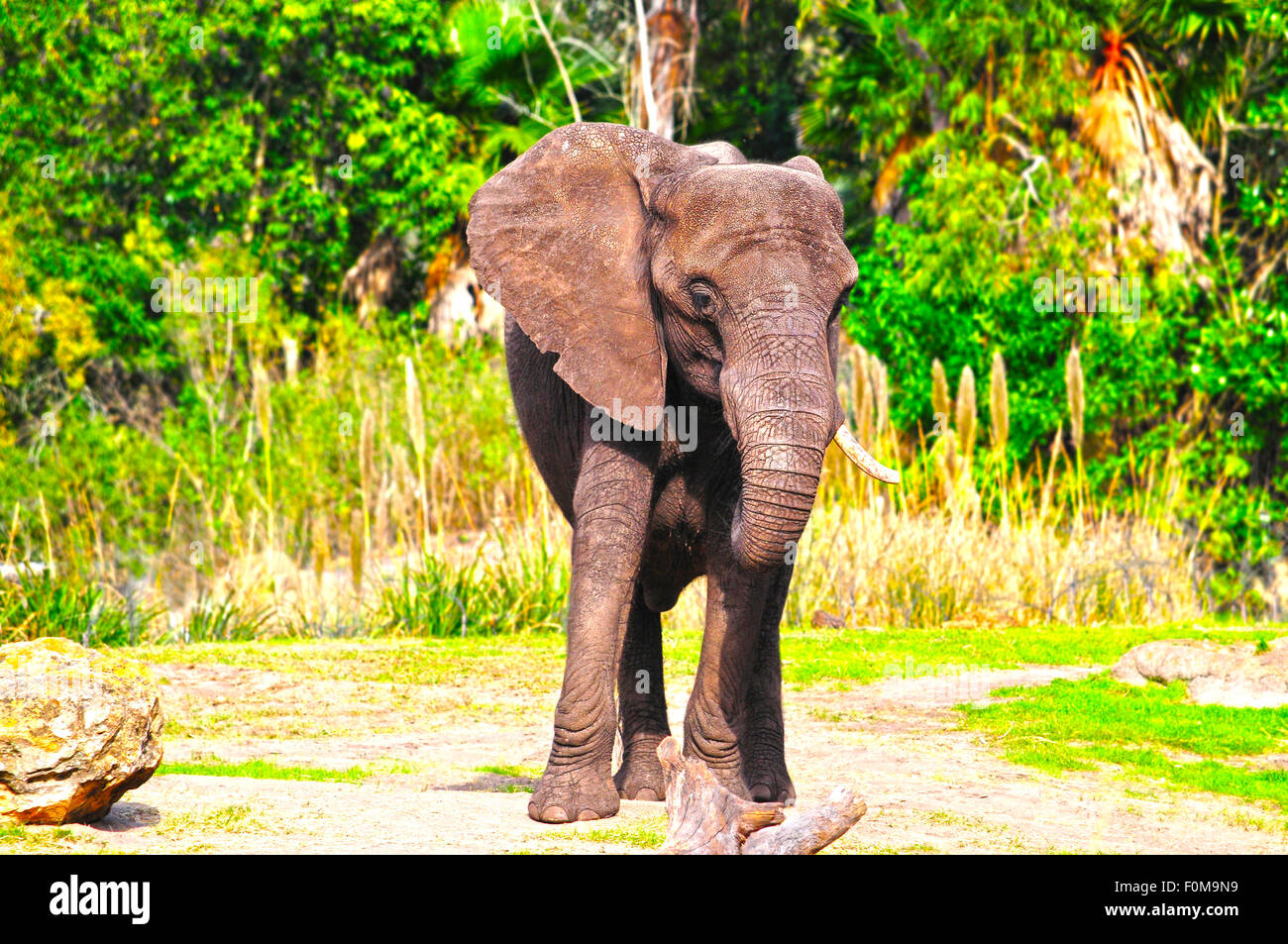 Male african elephant standing his ground Stock Photo - Alamy