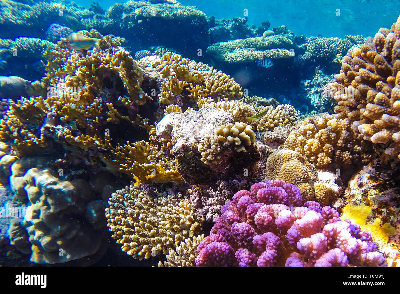 red sea coral reef with hard corals, fishes and sunny sky shining ...