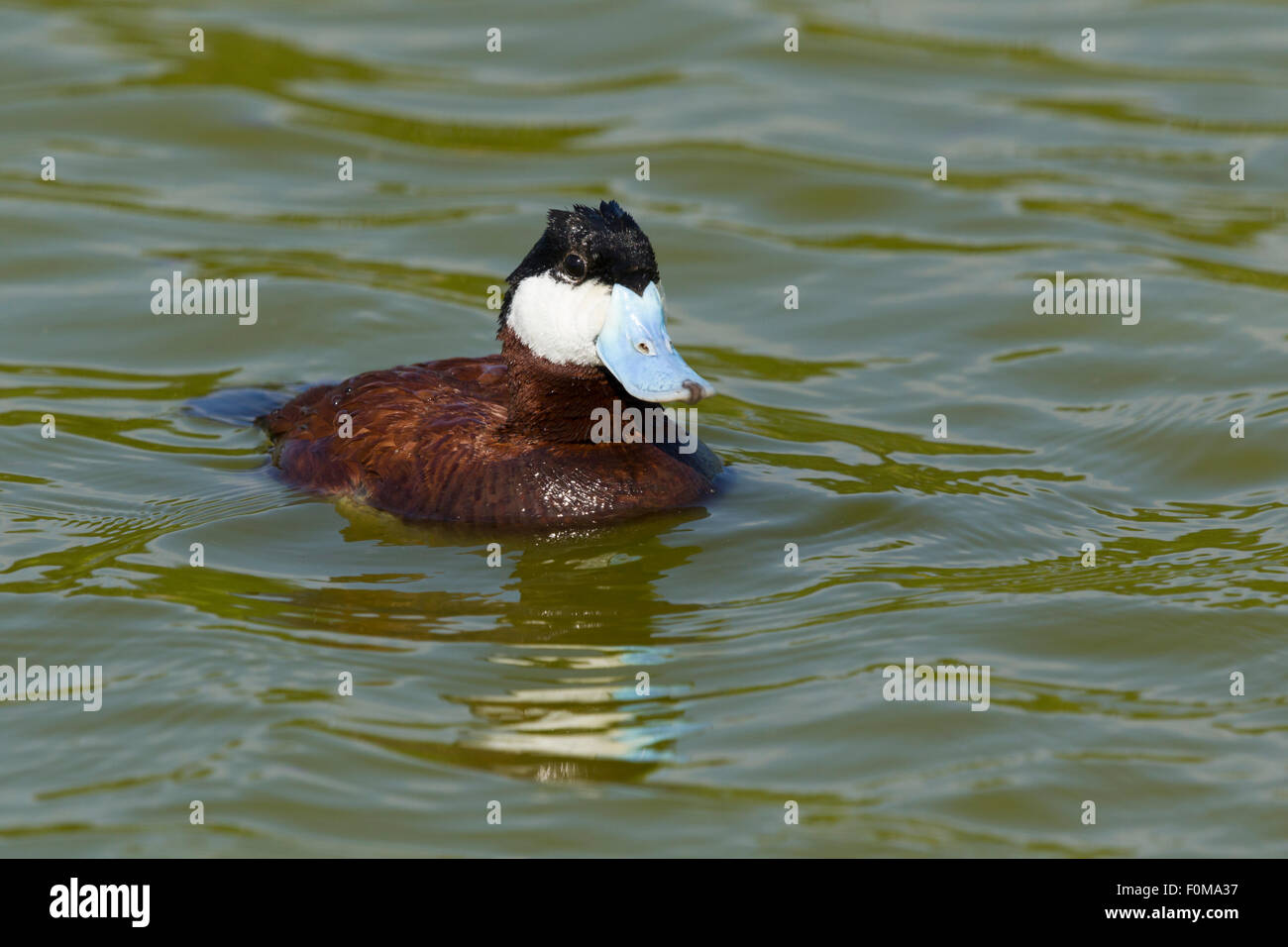 North american ducks hi-res stock photography and images - Alamy