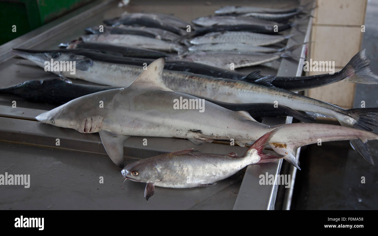 The Waterfront Fish Market Sandakan Sabah Borneo Malaysia Stock Photo ...