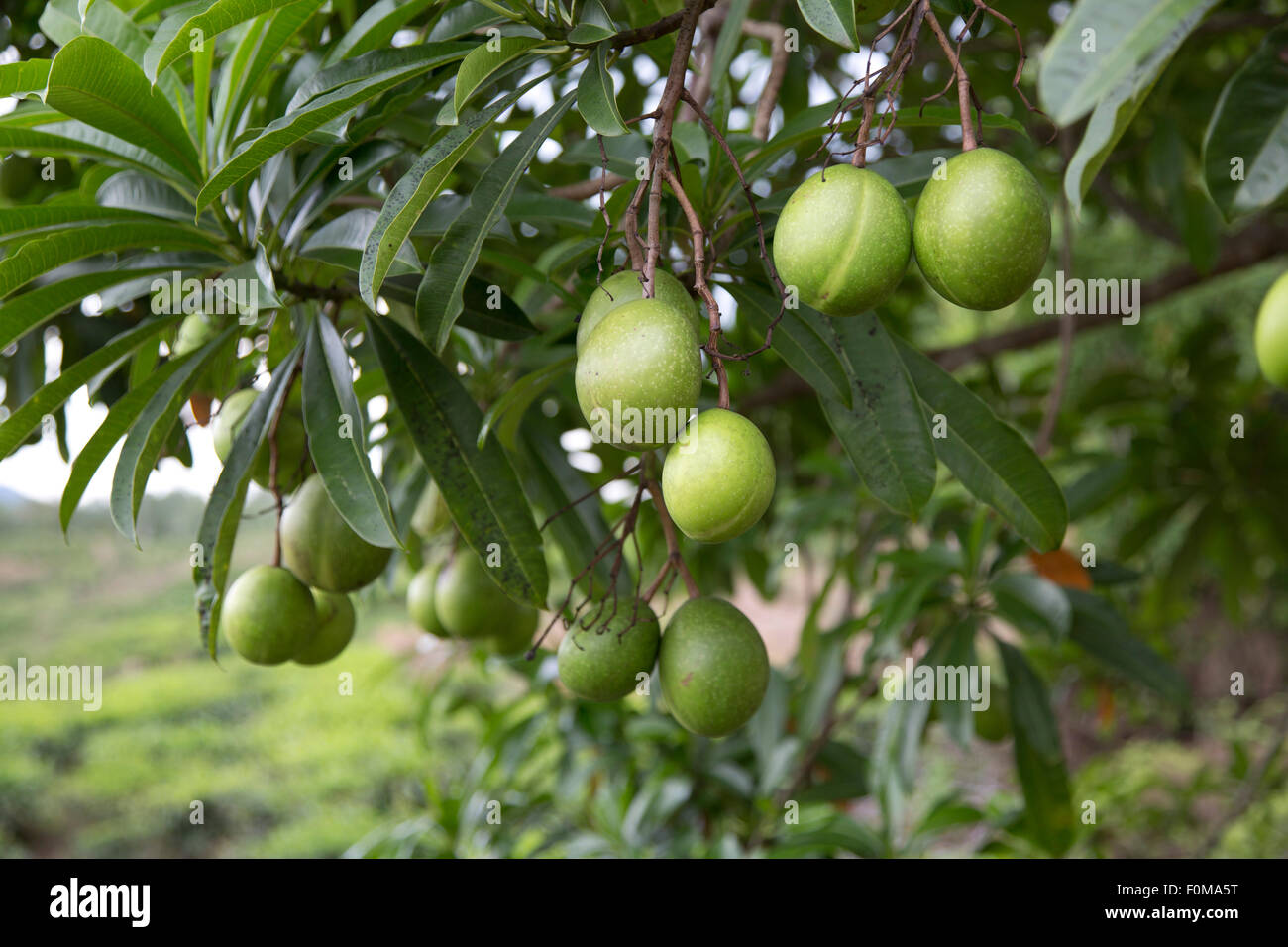 Sabah Tea Plantation Stock Photo - Alamy