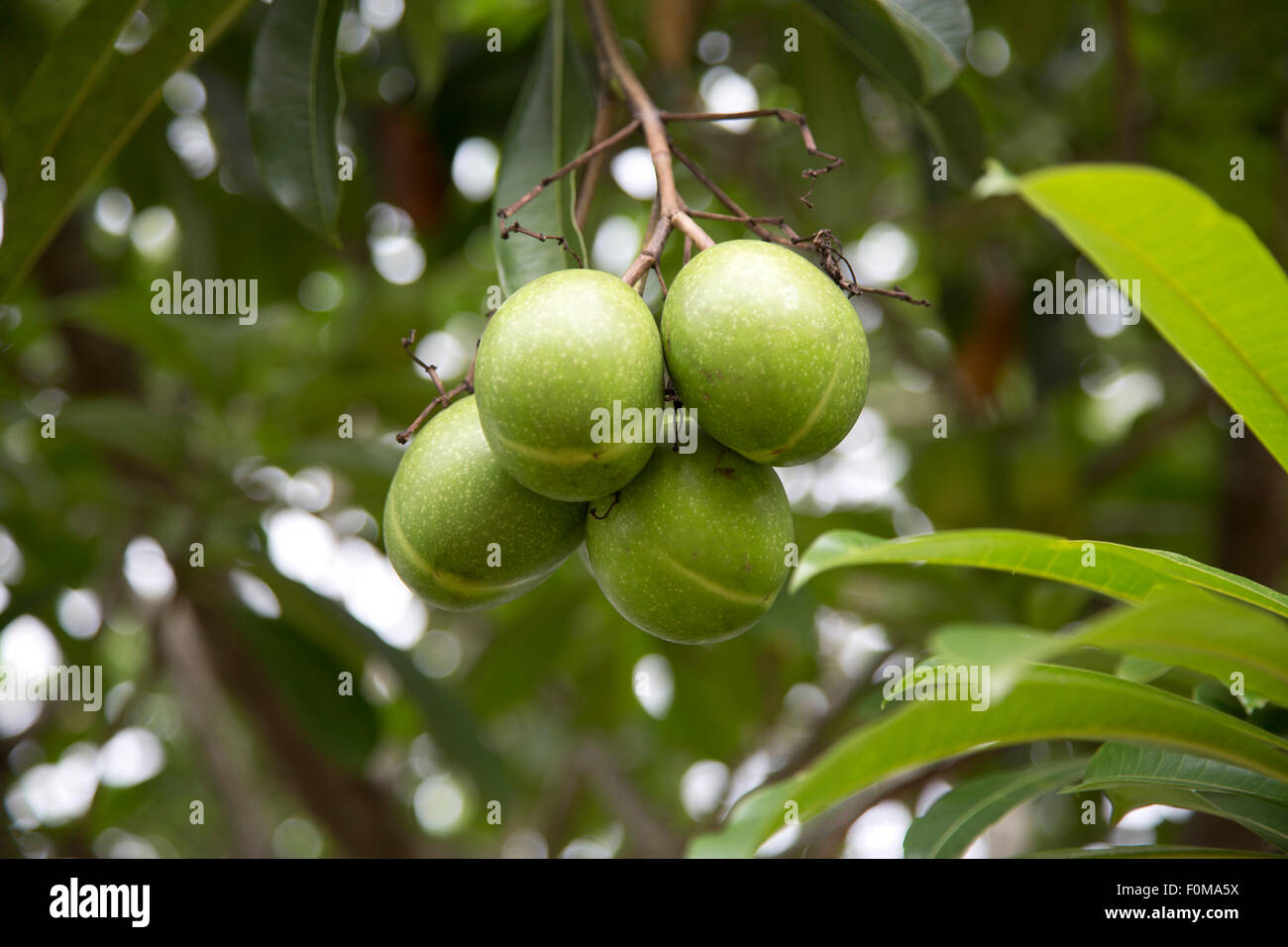 Sabah Tea Plantation Stock Photo - Alamy