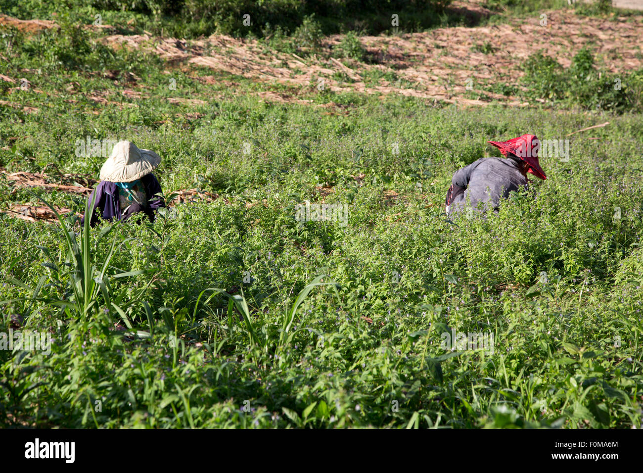 Sabah Tea Plantation Stock Photo - Alamy