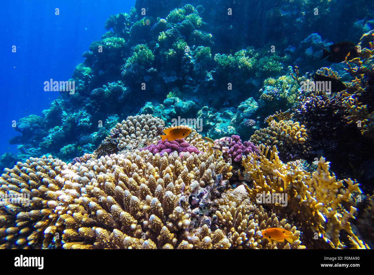 red sea coral reef with hard corals, fishes and sunny sky shining ...
