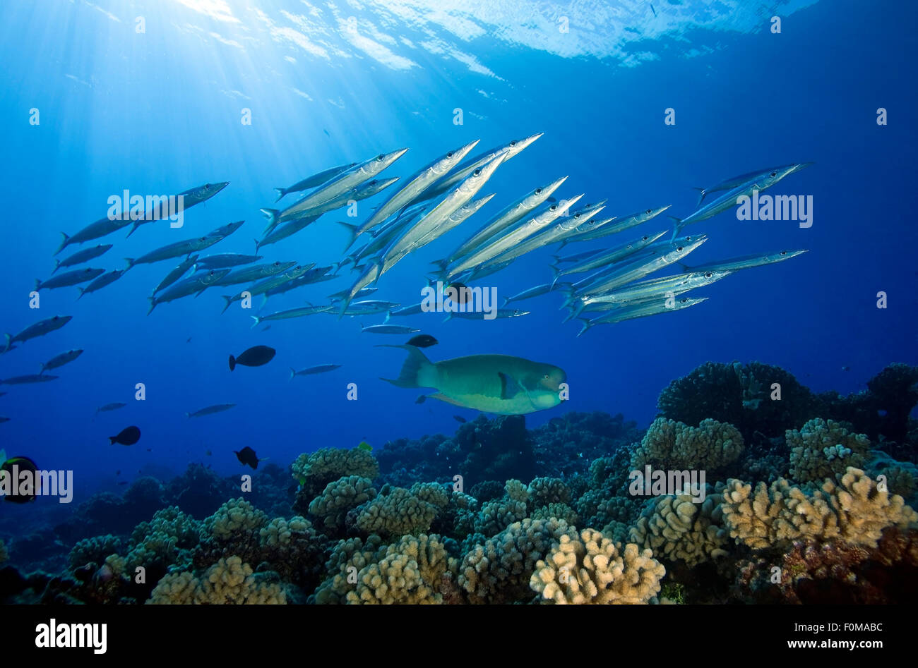BIG SCHOOL OF BARRACUDA SWIMMINF ON CORAL REEF CLOSE TO PARROTFISH ...