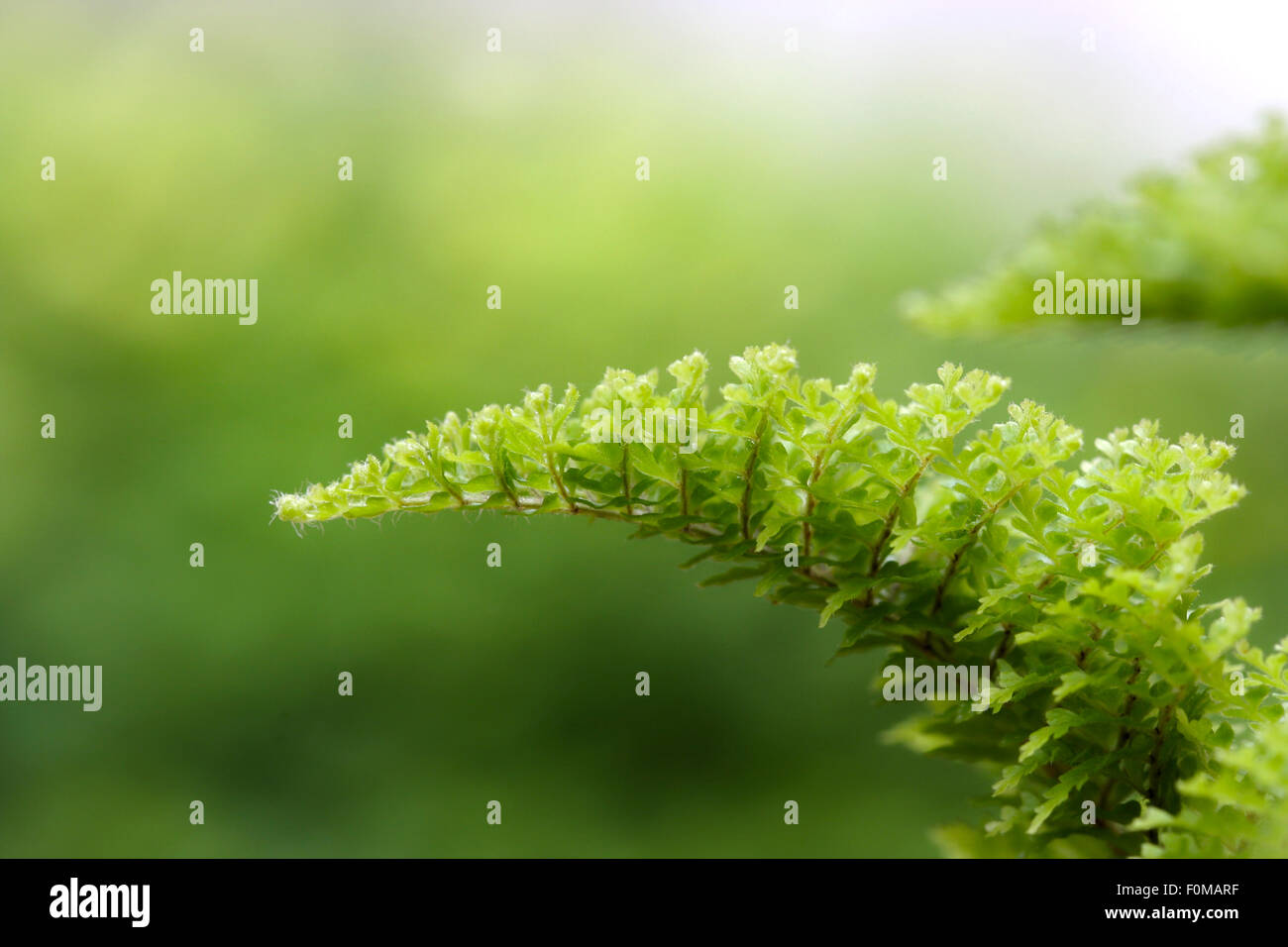 Closeup shot fern leaves hi-res stock photography and images - Alamy