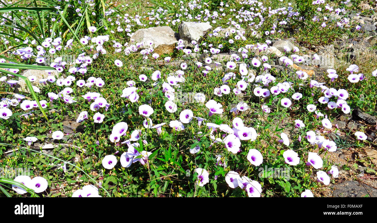Flowers bed hi-res stock photography and images - Alamy