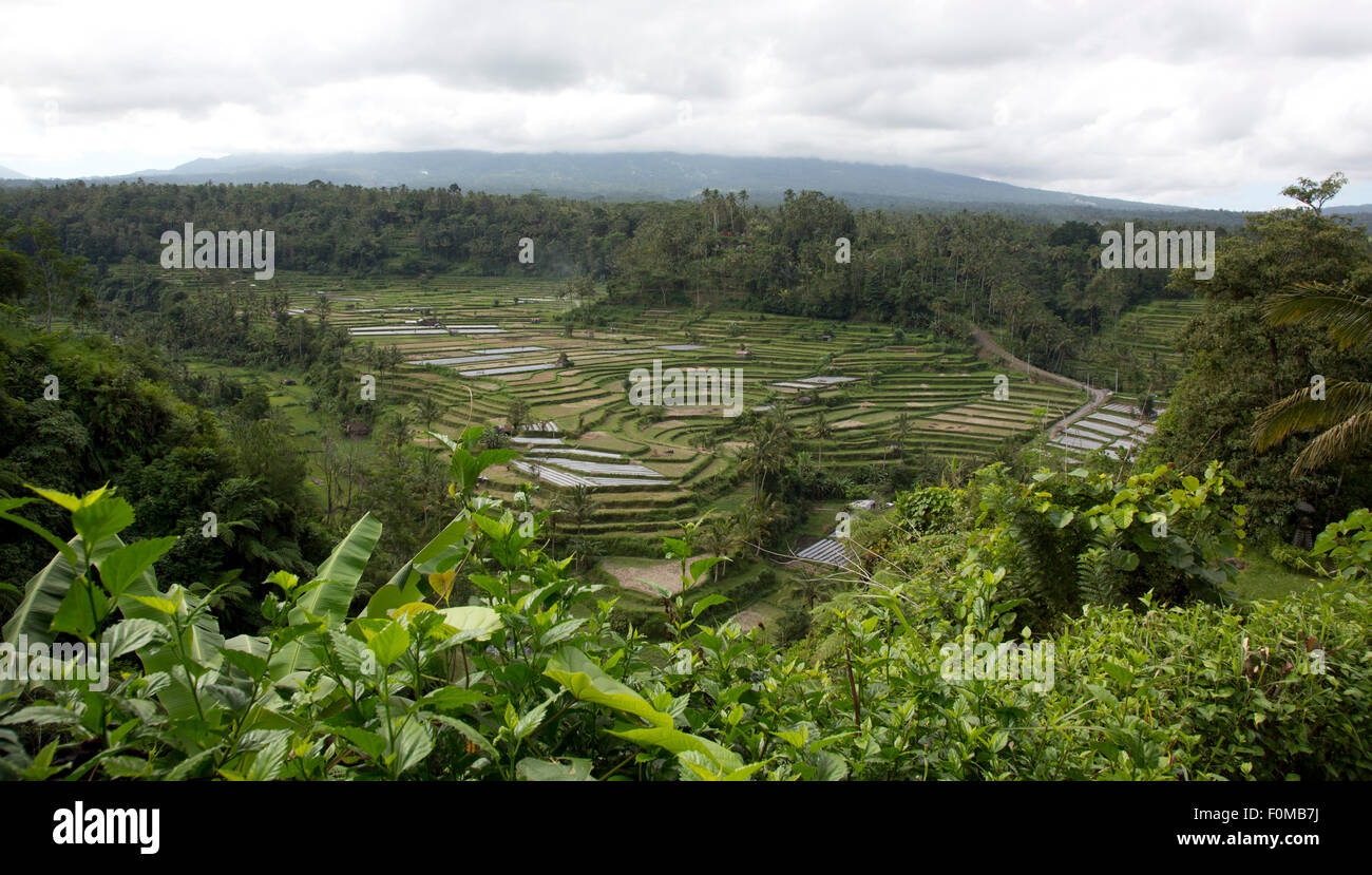 Bali rice fields Stock Photo - Alamy