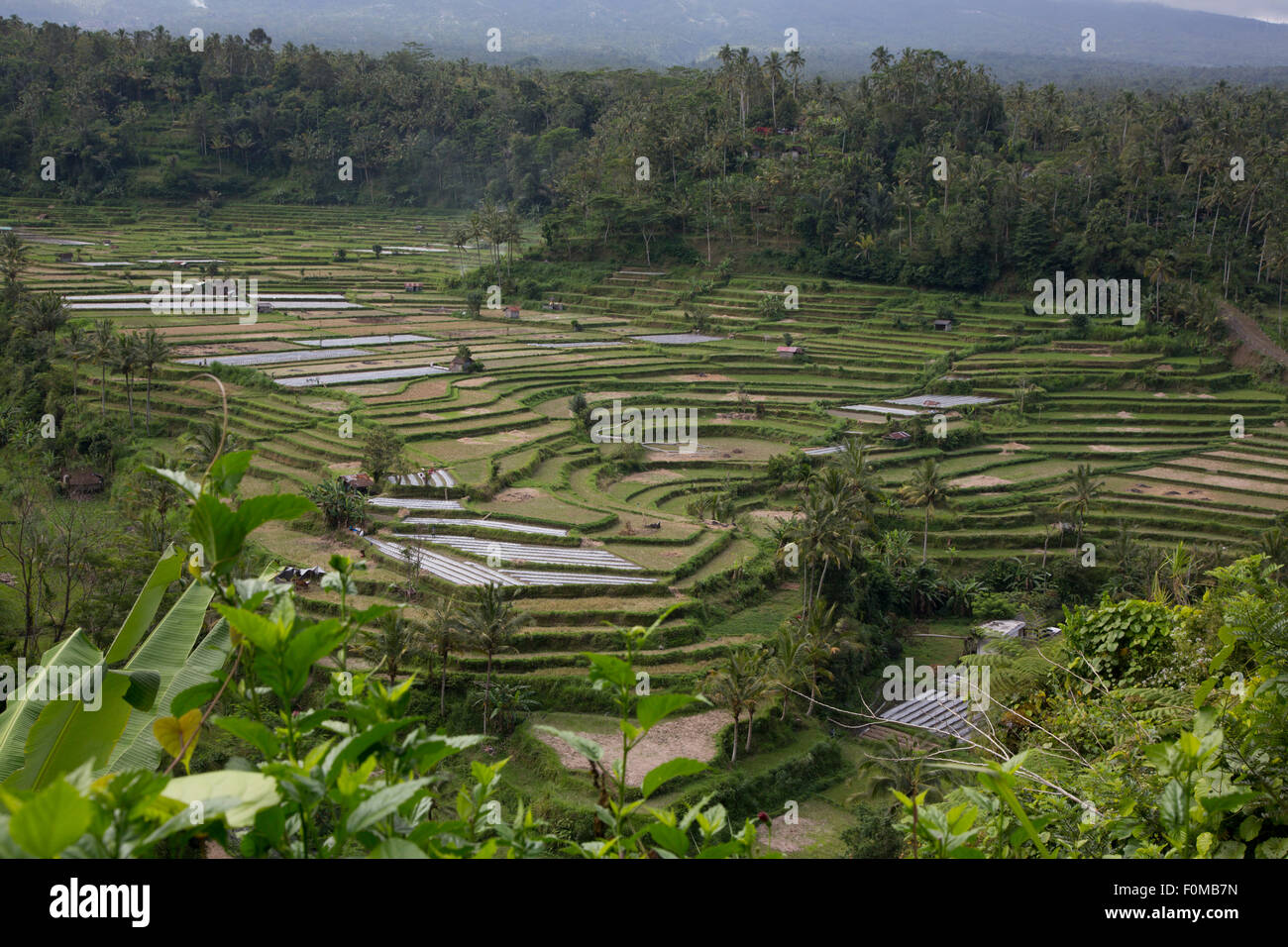 Bali rice fields Stock Photo - Alamy