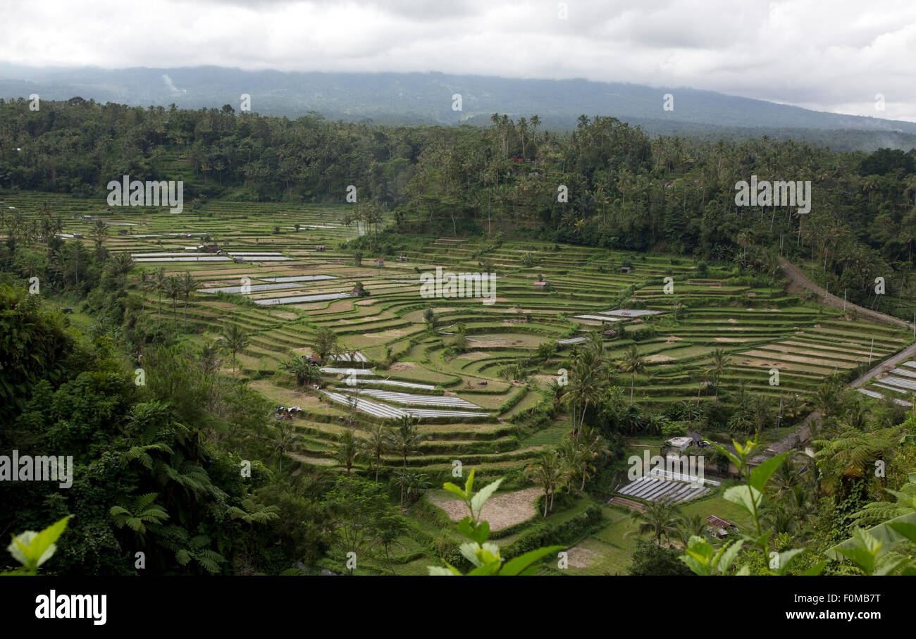 Bali rice fields Stock Photo - Alamy