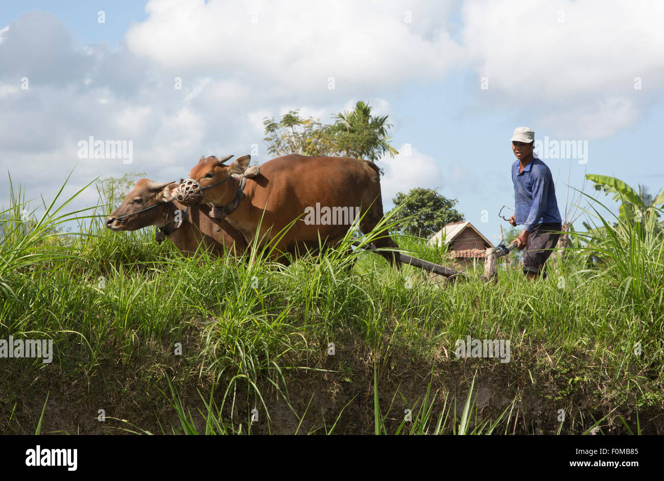 Bali rice farming Stock Photo - Alamy