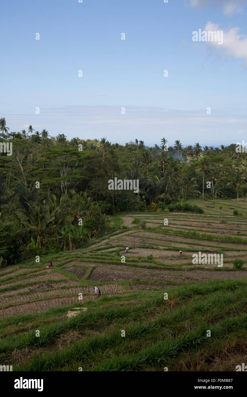 Bali rice fields Stock Photo - Alamy