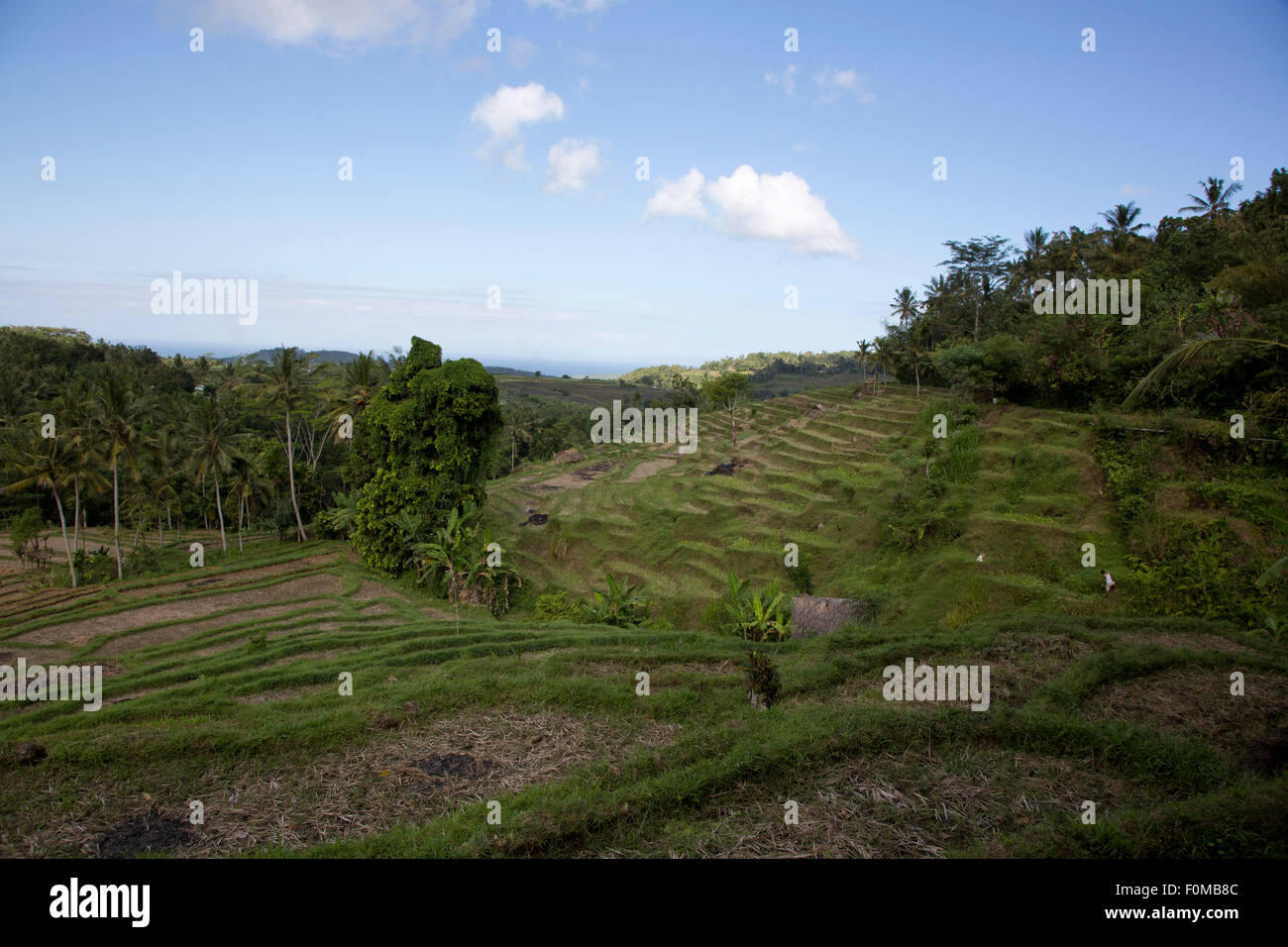 Bali rice fields Stock Photo - Alamy