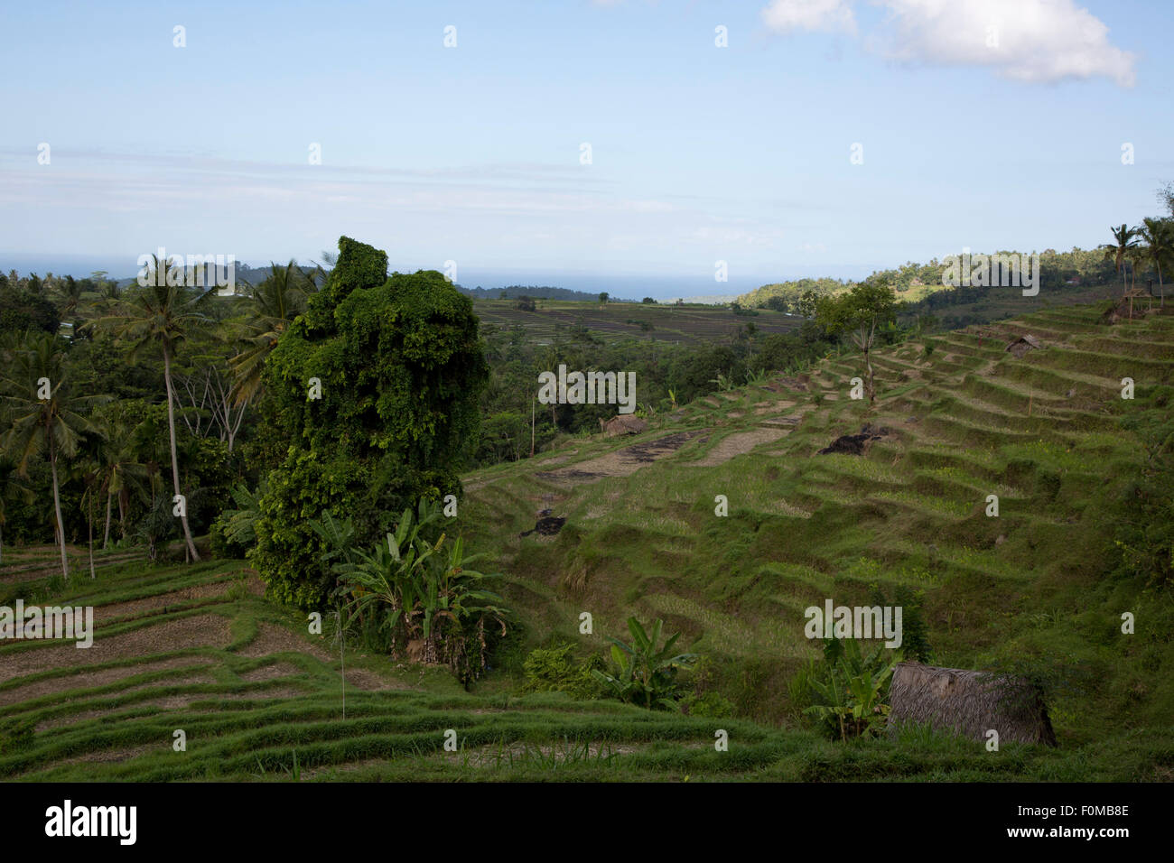 Bali rice fields Stock Photo - Alamy
