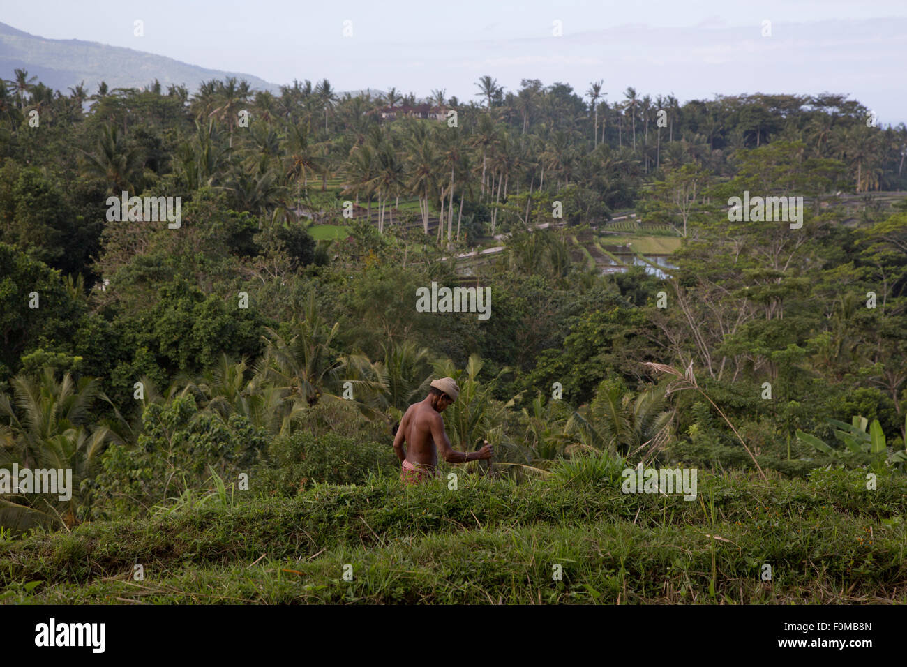 Bali rice farming Stock Photo - Alamy