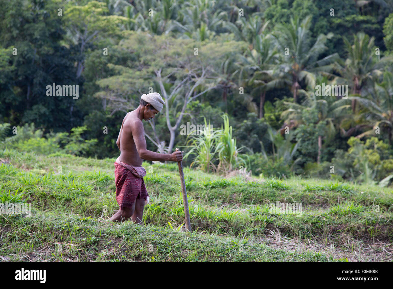 Bali rice farming Stock Photo - Alamy
