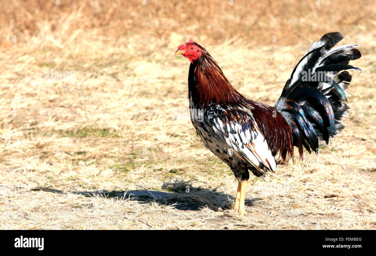 Fighting rooster in a farm field Stock Photo - Alamy
