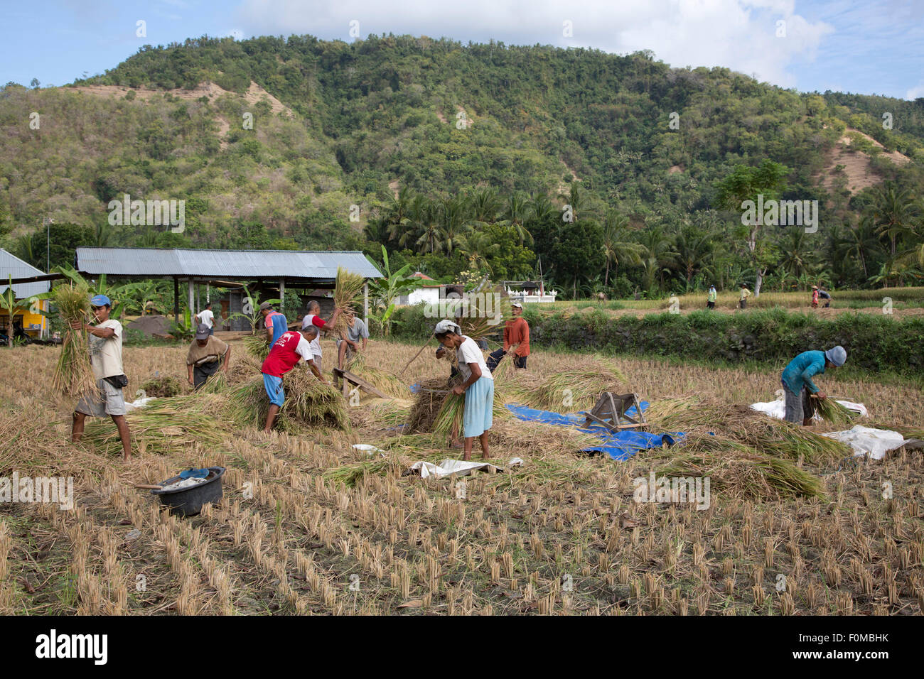 Harvesting techniques hi-res stock photography and images - Alamy