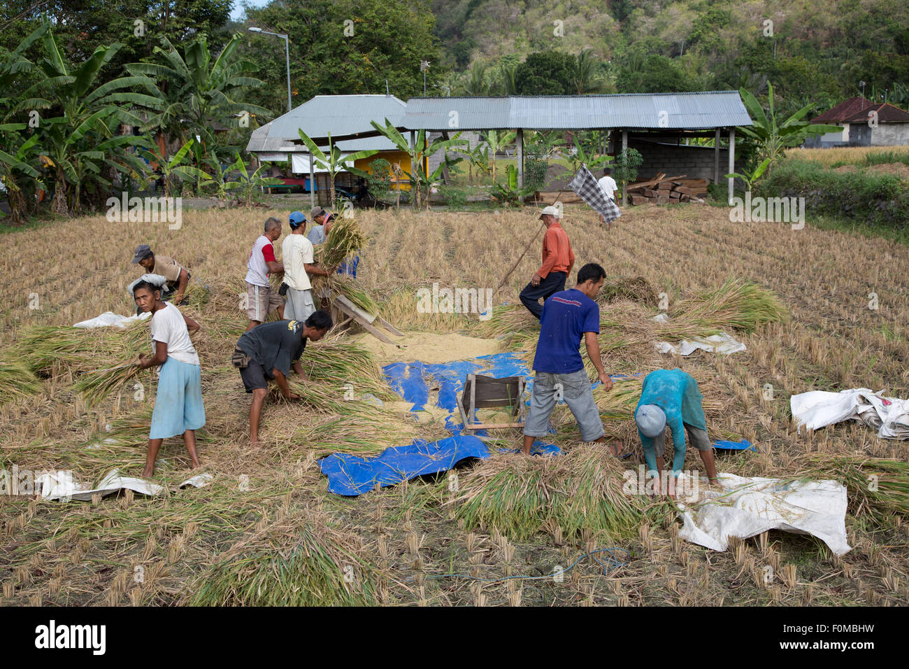 Harvesting rice fields hi-res stock photography and images - Alamy