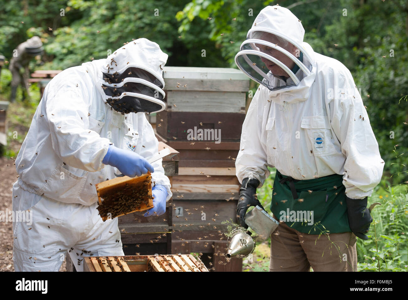 Beekeepers tend to their bees and honeycombs at Abbeydale in Sheffield ...