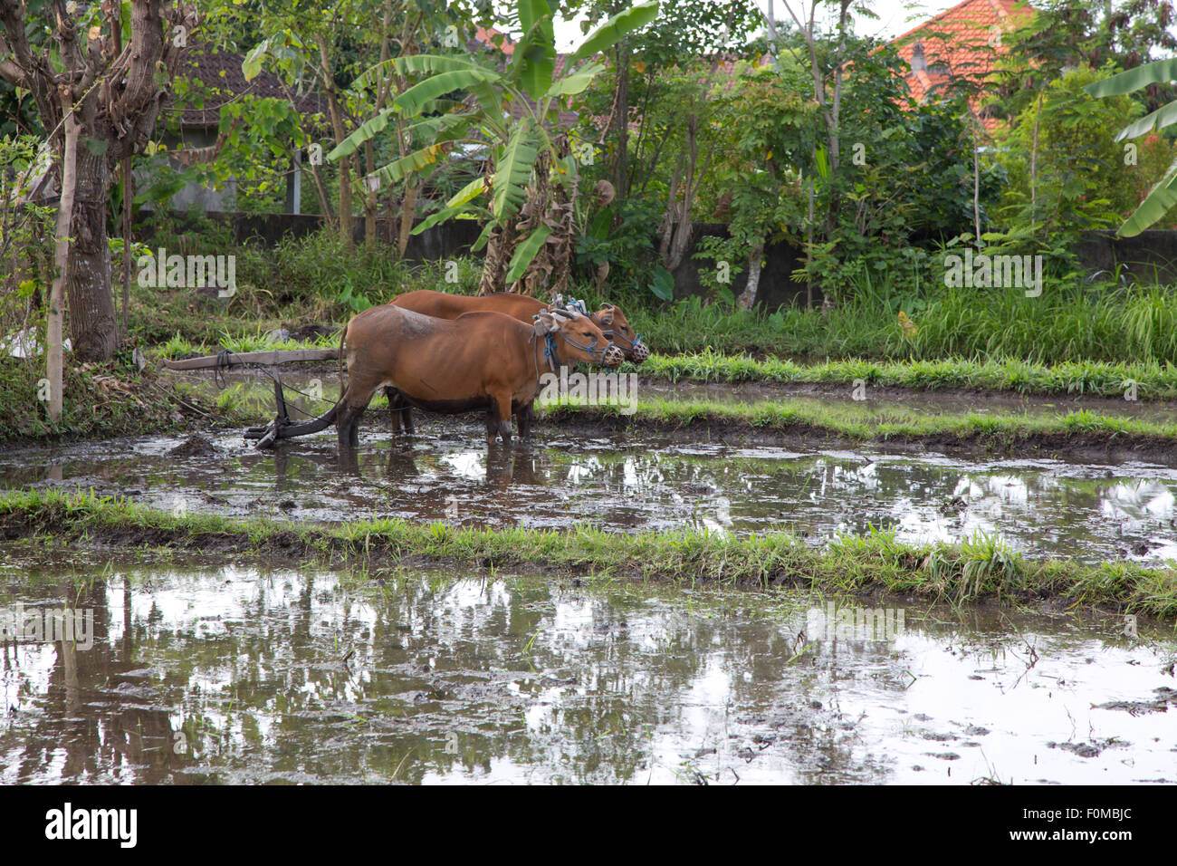 Bali rice farming Stock Photo - Alamy