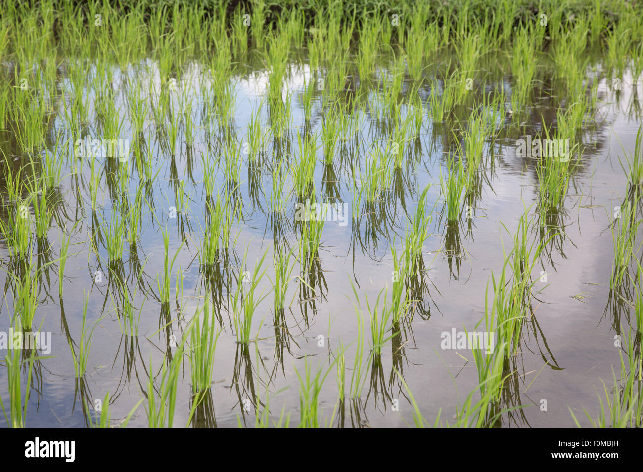 Bali rice farming Stock Photo - Alamy