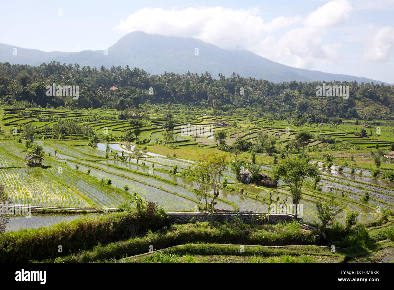 Bali rice farming Stock Photo - Alamy