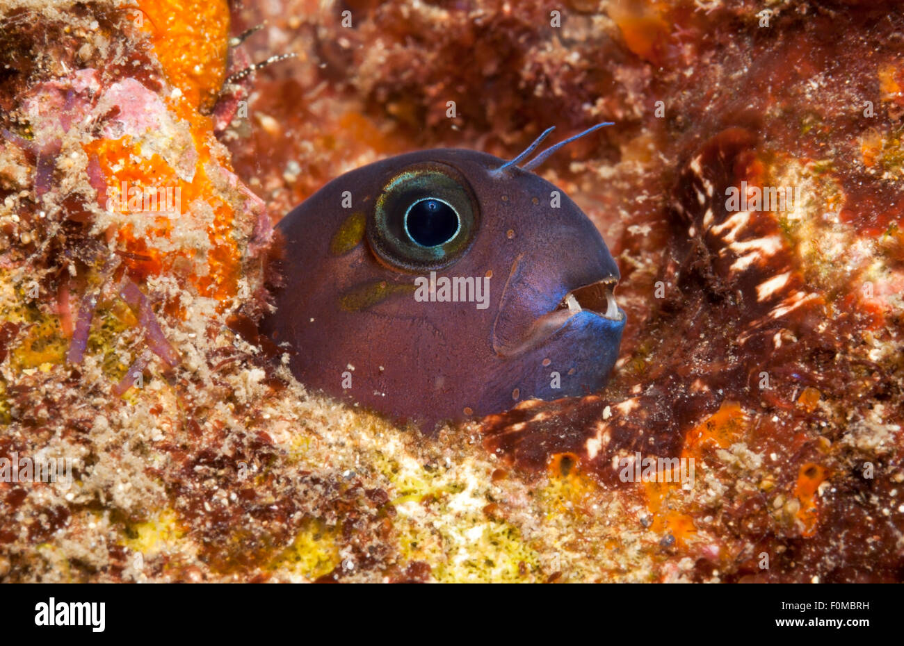 Tropical reef fish polynesia hi-res stock photography and images - Alamy