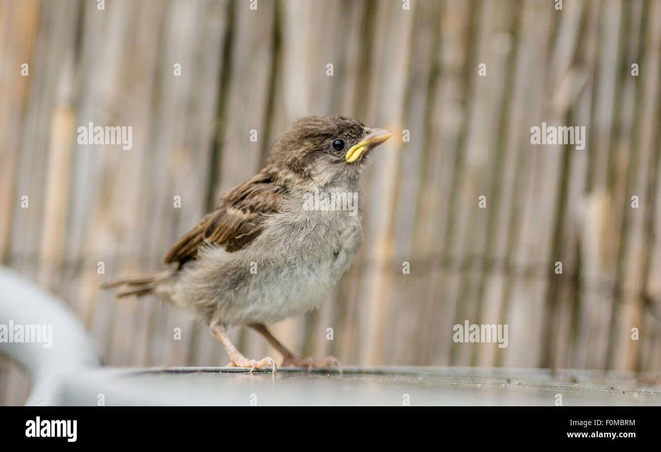 Baby Sparrow Stock Photos & Baby Sparrow Stock Images - Alamy