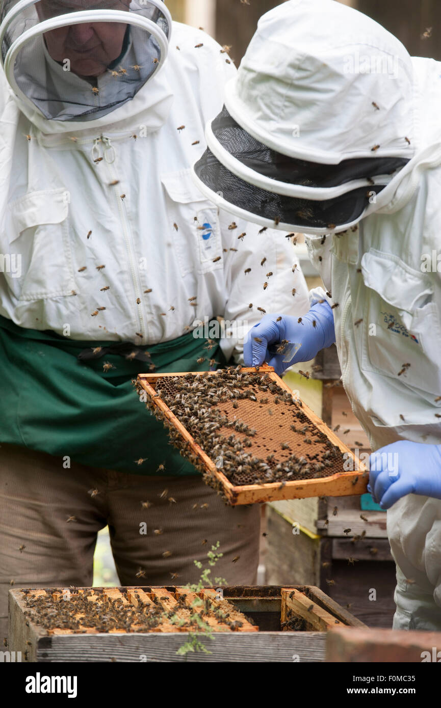 Beekeepers tend to their bees and honeycombs at Abbeydale in Sheffield ...