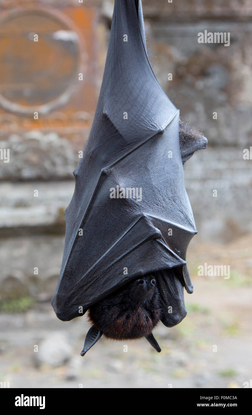 Megabat sleeping hi-res stock photography and images - Alamy