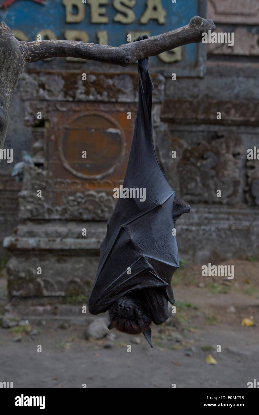 The Fruit Bat falls into the category of the Megabat and sometimes they ...