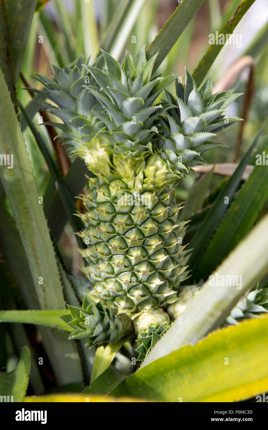 Baby pineapple plant hi-res stock photography and images - Alamy