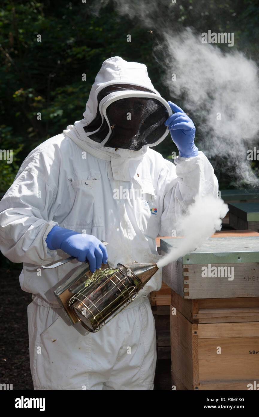 Beekeepers tend to their bees and honeycombs at Abbeydale in Sheffield ...