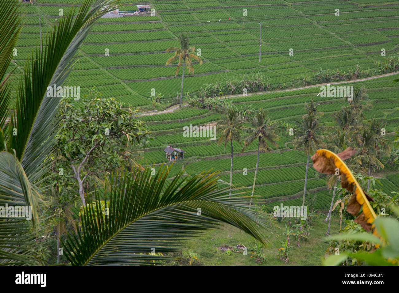 Rice fields in Bali, Indonesia Stock Photo - Alamy