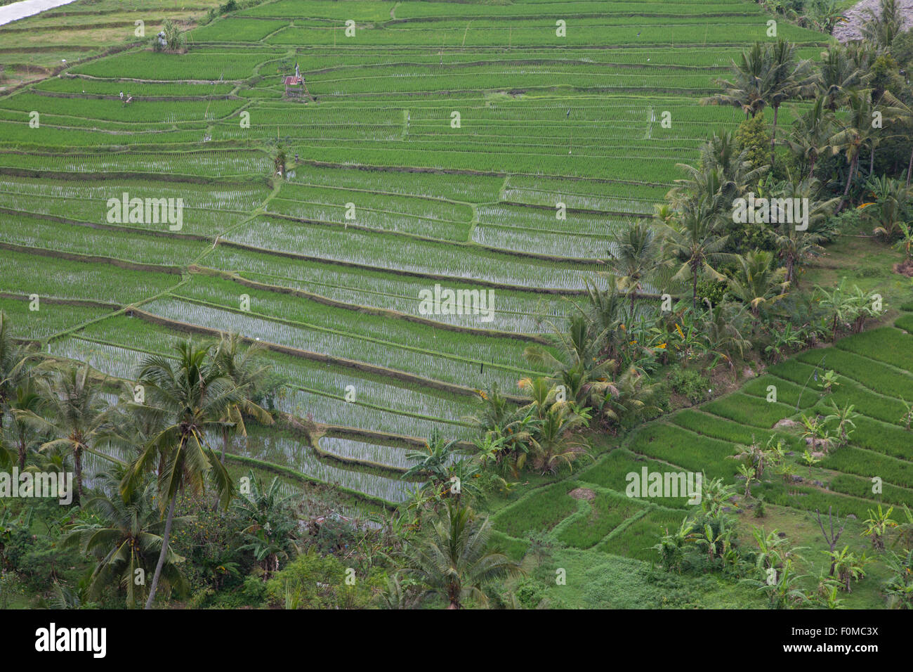 Rice fields in Bali, Indonesia Stock Photo - Alamy
