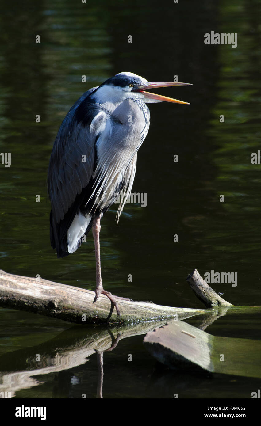 grey heron ardea cinerea highlands scotland Stock Photo - Alamy