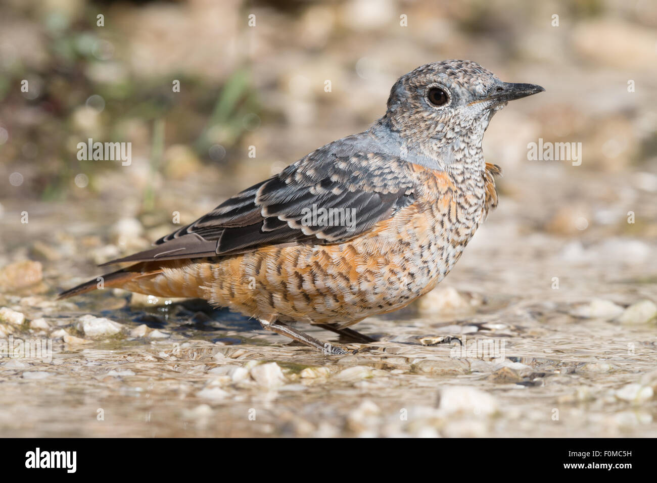 The common rock thrush (Monticola saxatilis Stock Photo - Alamy
