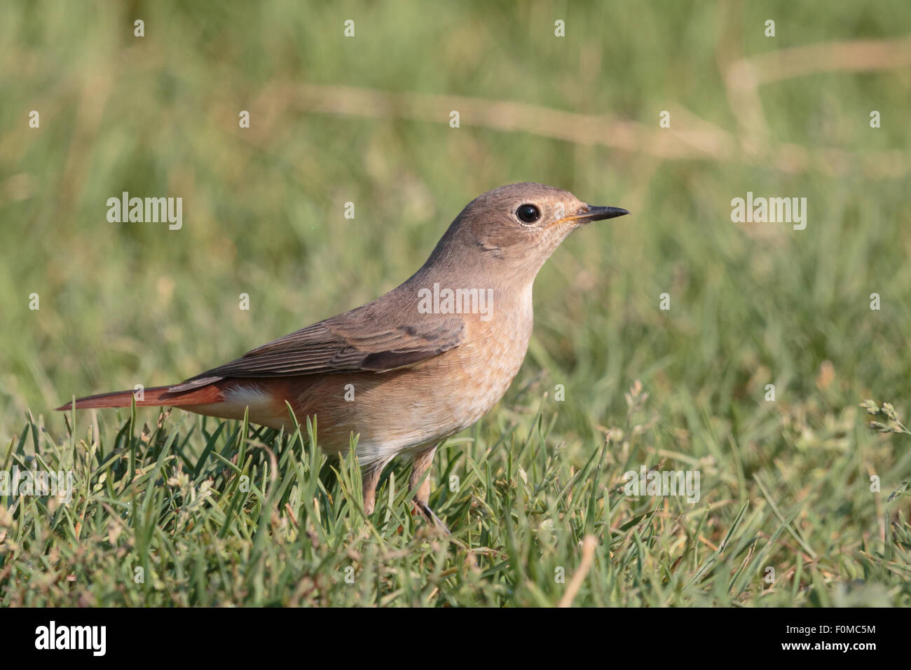 Female Common Redstart High Resolution Stock Photography and Images - Alamy