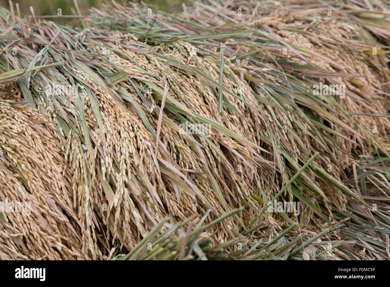 Rice farming Bali Stock Photo - Alamy