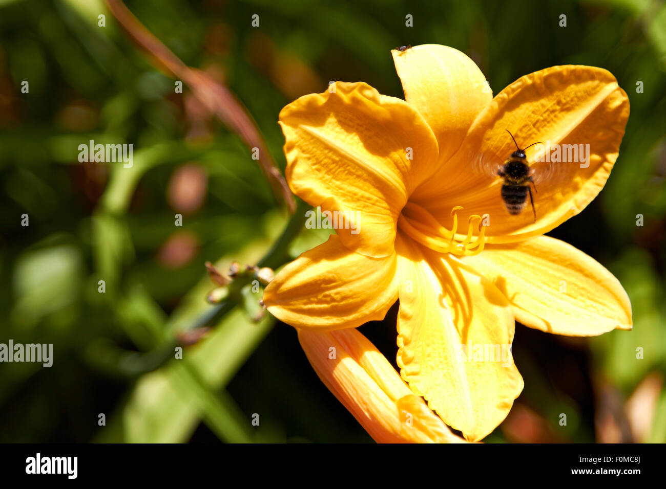 Humble bee hi-res stock photography and images - Alamy