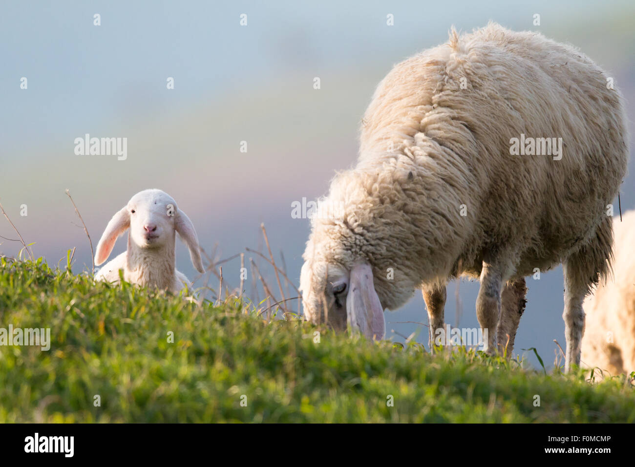 Beautiful lamb hi-res stock photography and images - Alamy